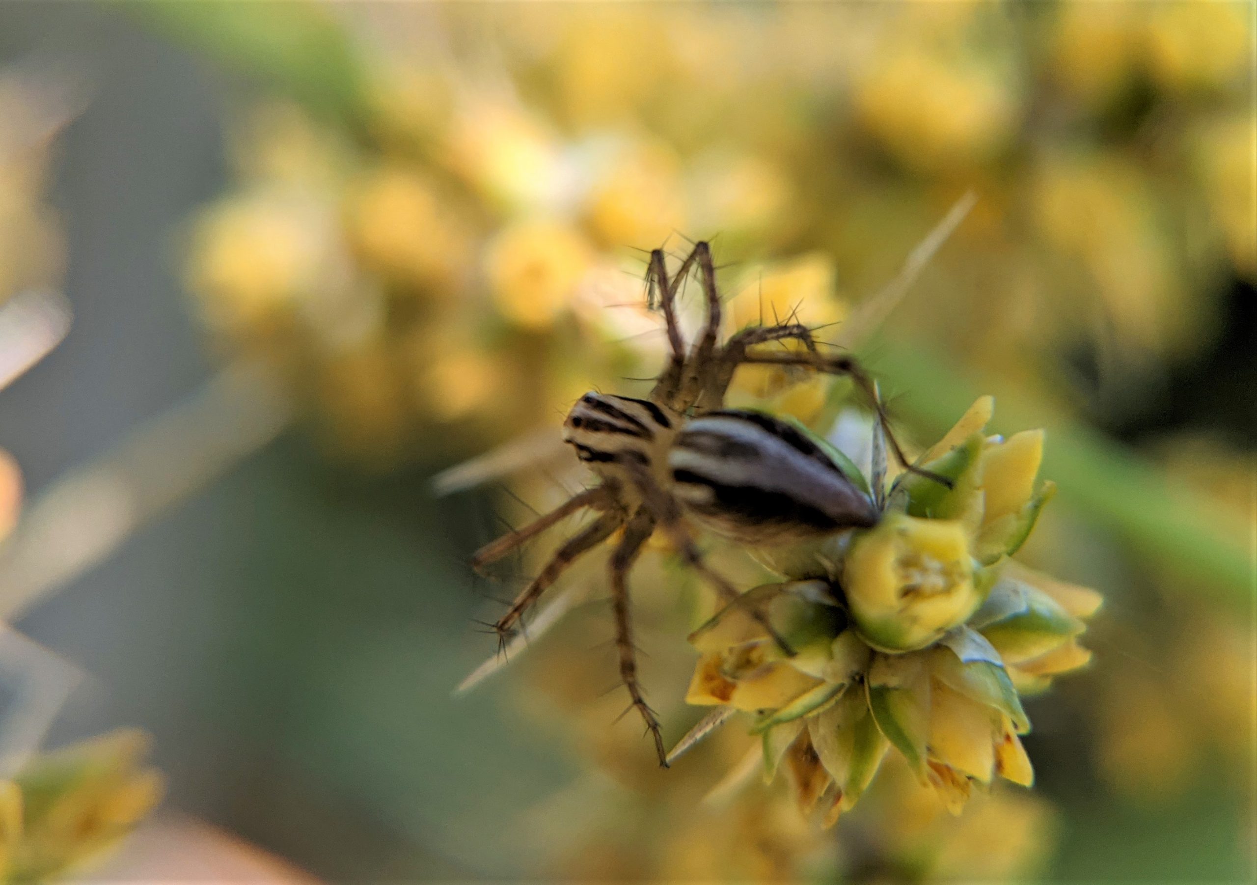 Image Gallery of common terrestrial Invertebrates.
