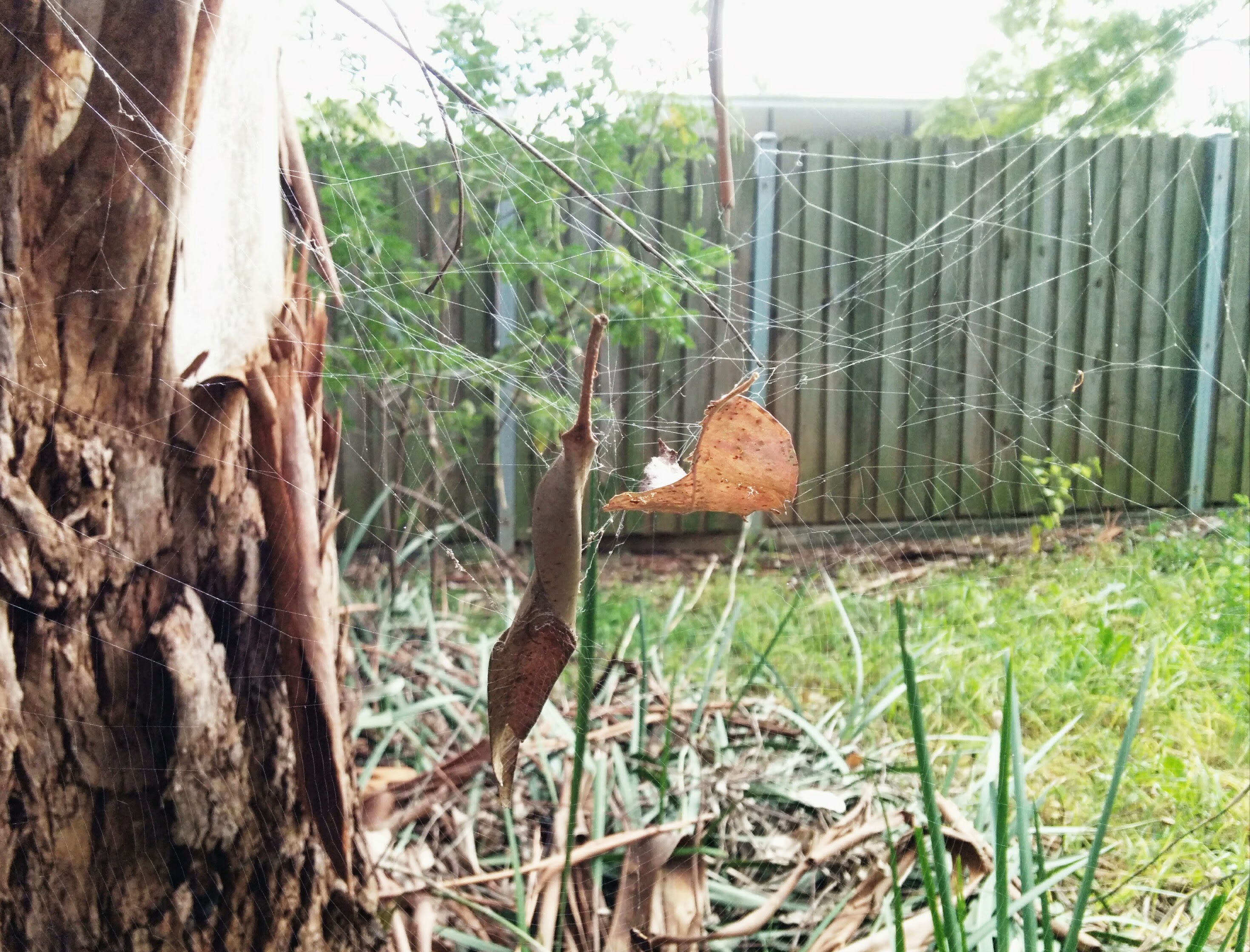 Spiders across Australia - Australian Environmental Education