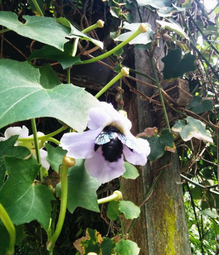 Find out how you can encourage pollinators into your garden.