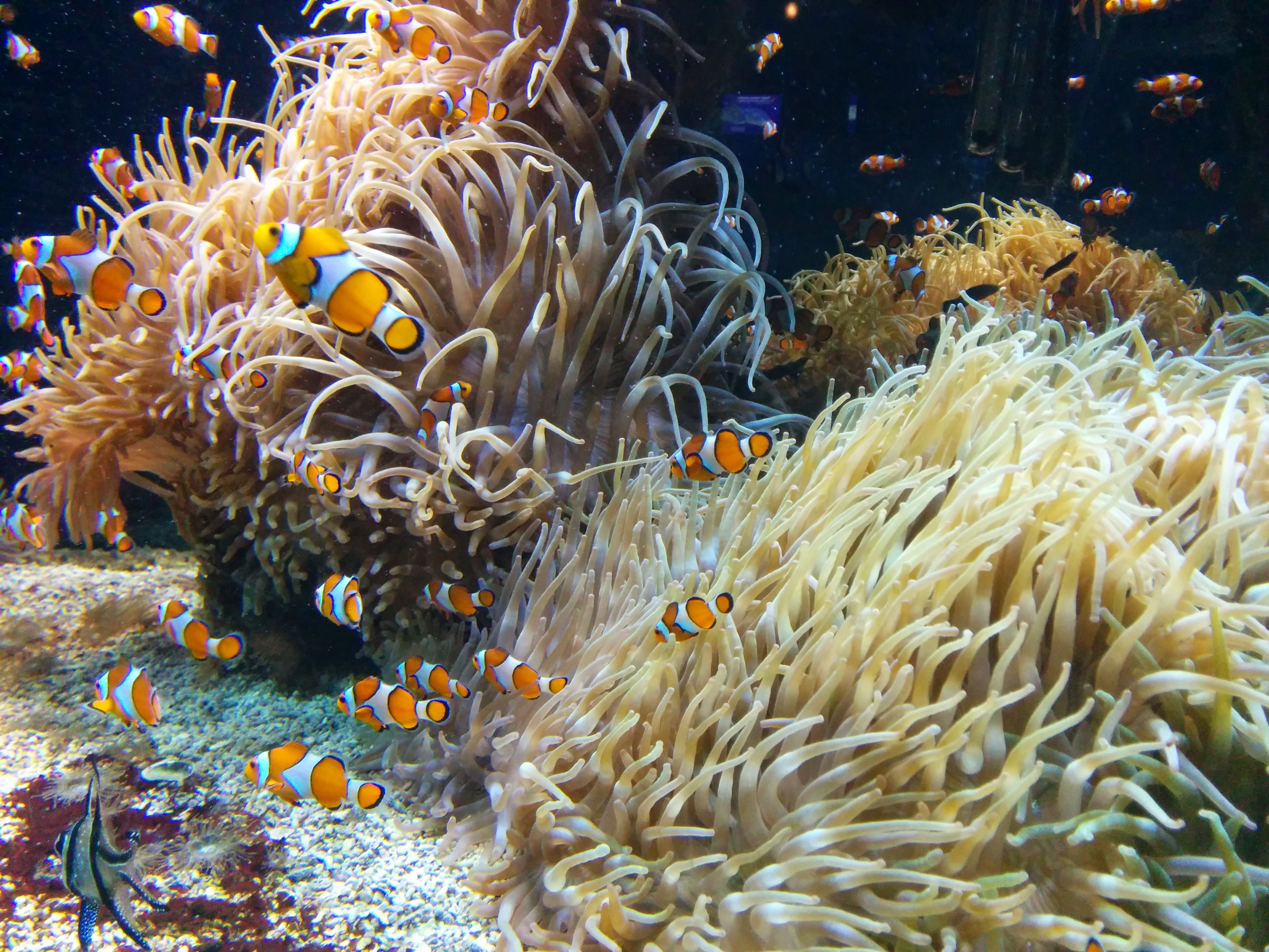 Symbiotic Relationships: Partners in the Natural World