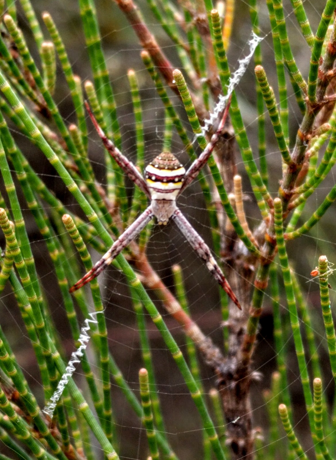 Spiders across Australia are living in your backyard too!