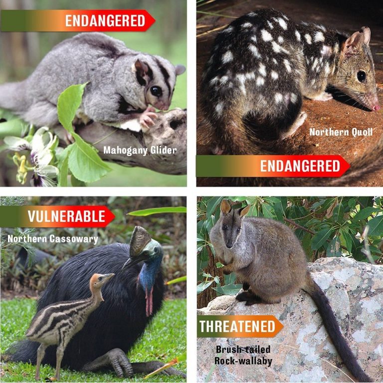 Threatened Species Day - Australian Environmental Education