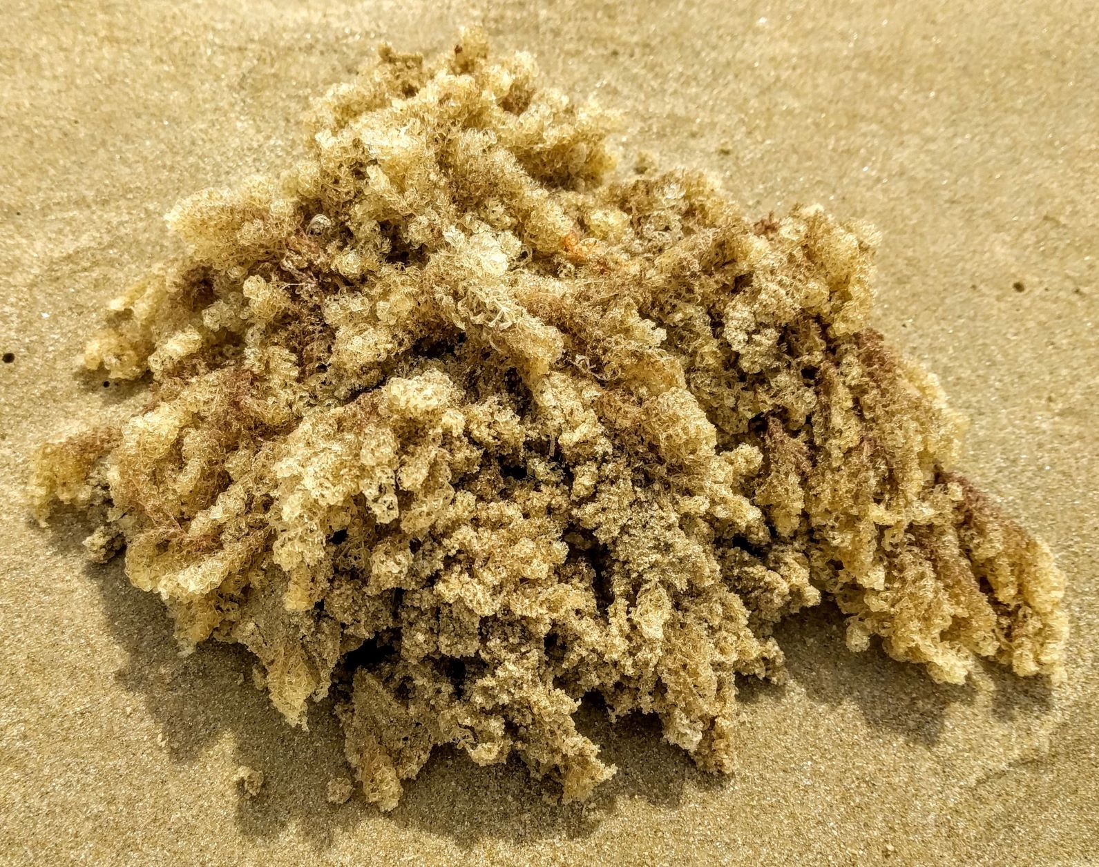 Beachcombing is a great way to explore our shores