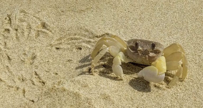 Beachcombing - exploring our shores - Australian Environmental Education