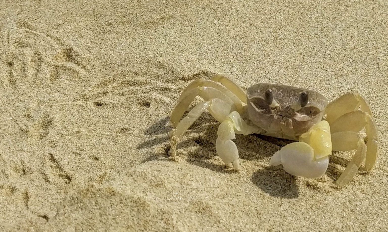 AUSTRALIAN ENVIRONMENTAL EDUCATION