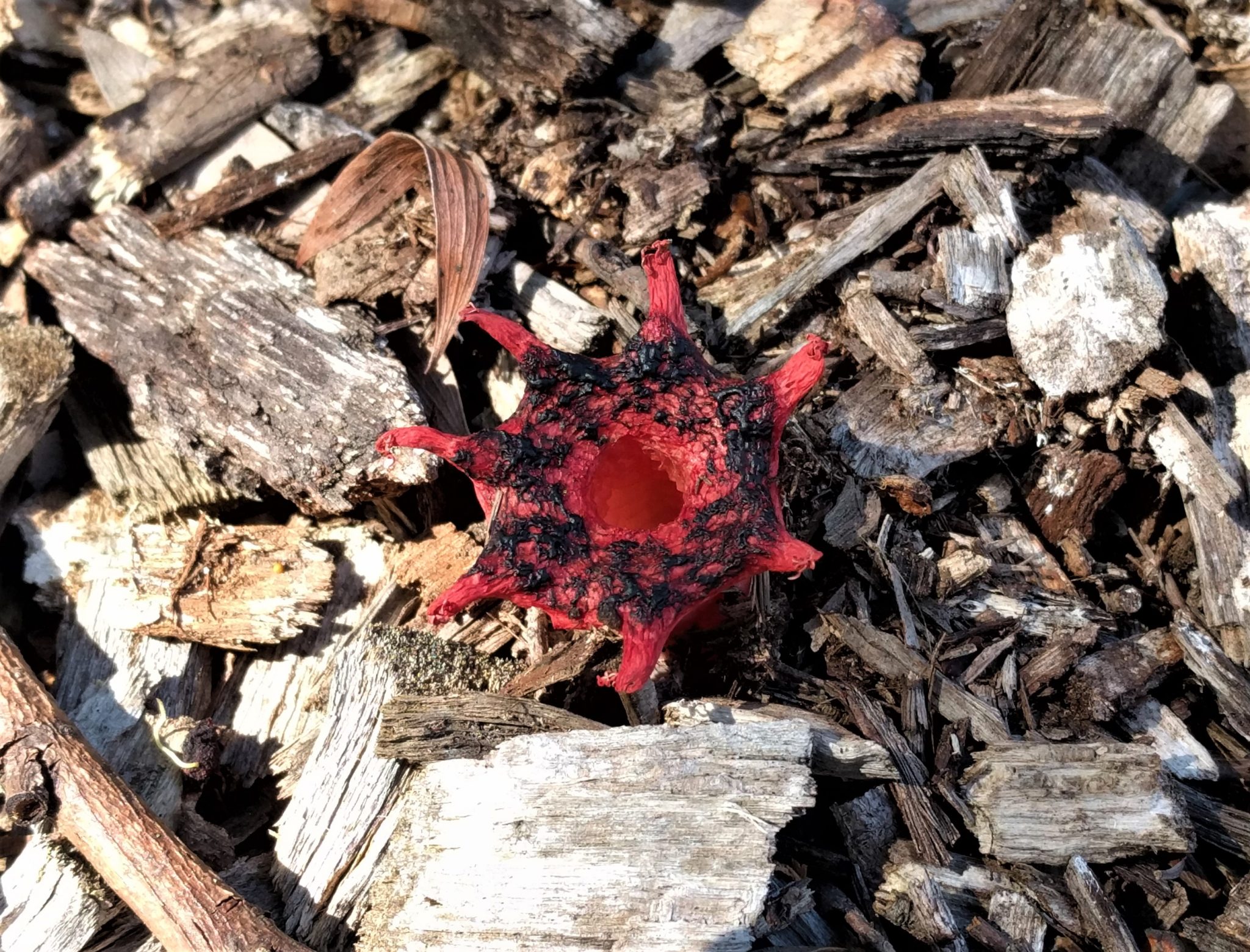 Importance of Fungi: Fungi are classified in their own Kingdom