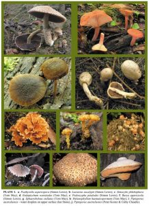 Importance of Fungi: Fungi are classified in their own Kingdom