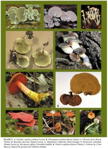 Fascinating fungus has been appearing with all the recent rain.
