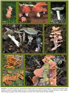 Fascinating fungus has been appearing with all the recent rain.