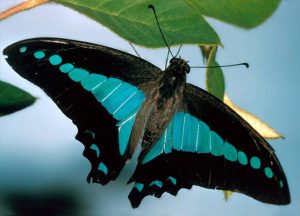 Scats, Tracks and Traces: looking for clues