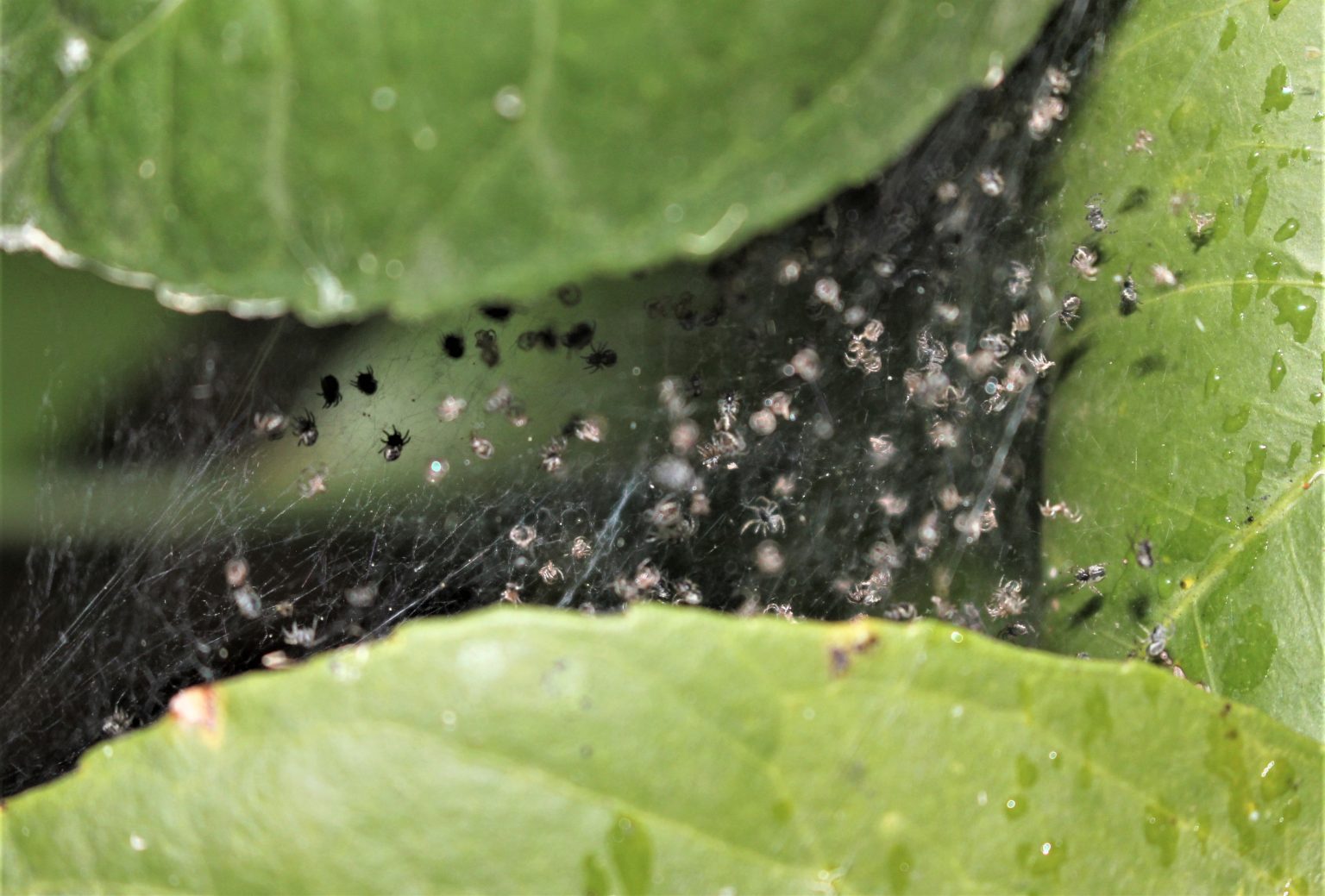 Spiders across Australia are living in your backyard too!