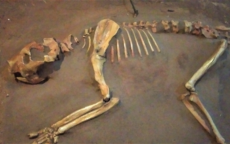 Ancient Australian Animals: 3 billion years of fossil history