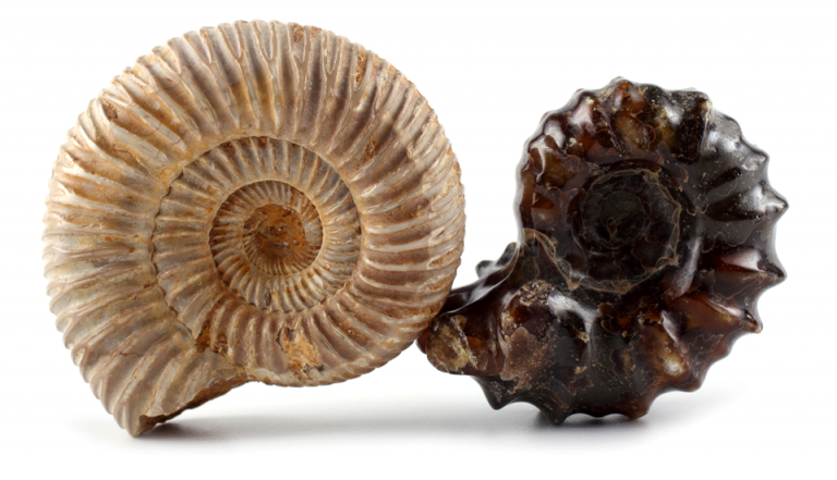 Fossils are our window into the past and help us learn about the future