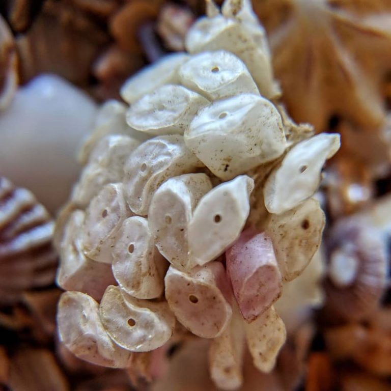 Beachcombing is a great way to explore our shores