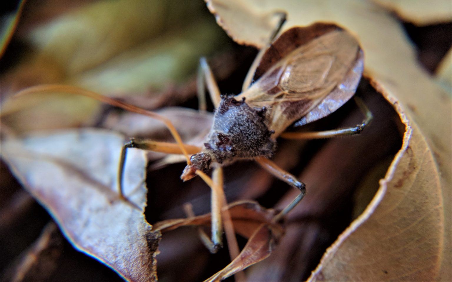 Invertebrate Investigations explores the diverse world of invertebrates