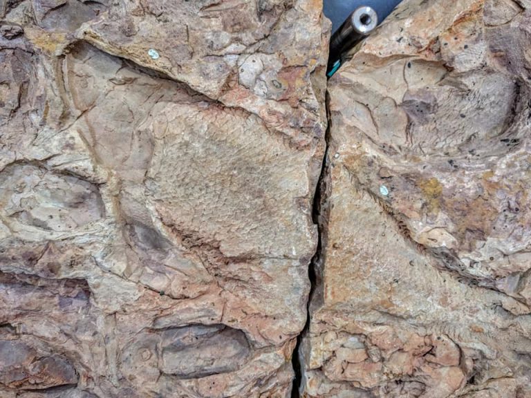 Fossils Archives - Australian Environmental Education