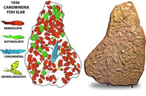 Ages of Fishes Museum