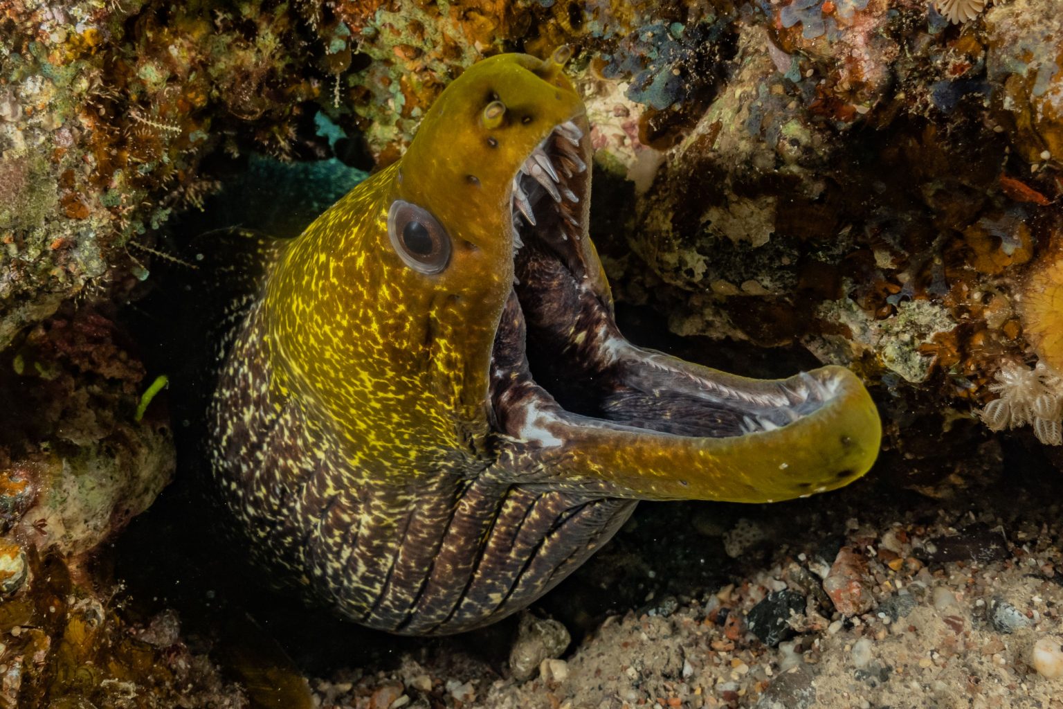 Journey beneath the Waves: The Haven
