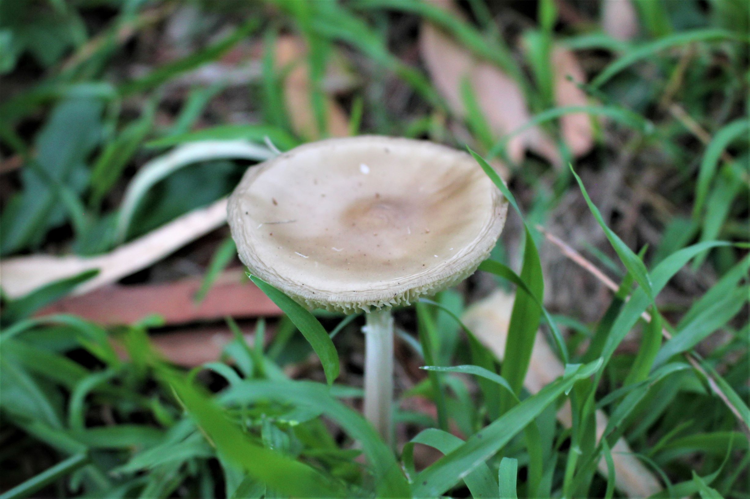 Importance of Fungi: Fungi are classified in their own Kingdom