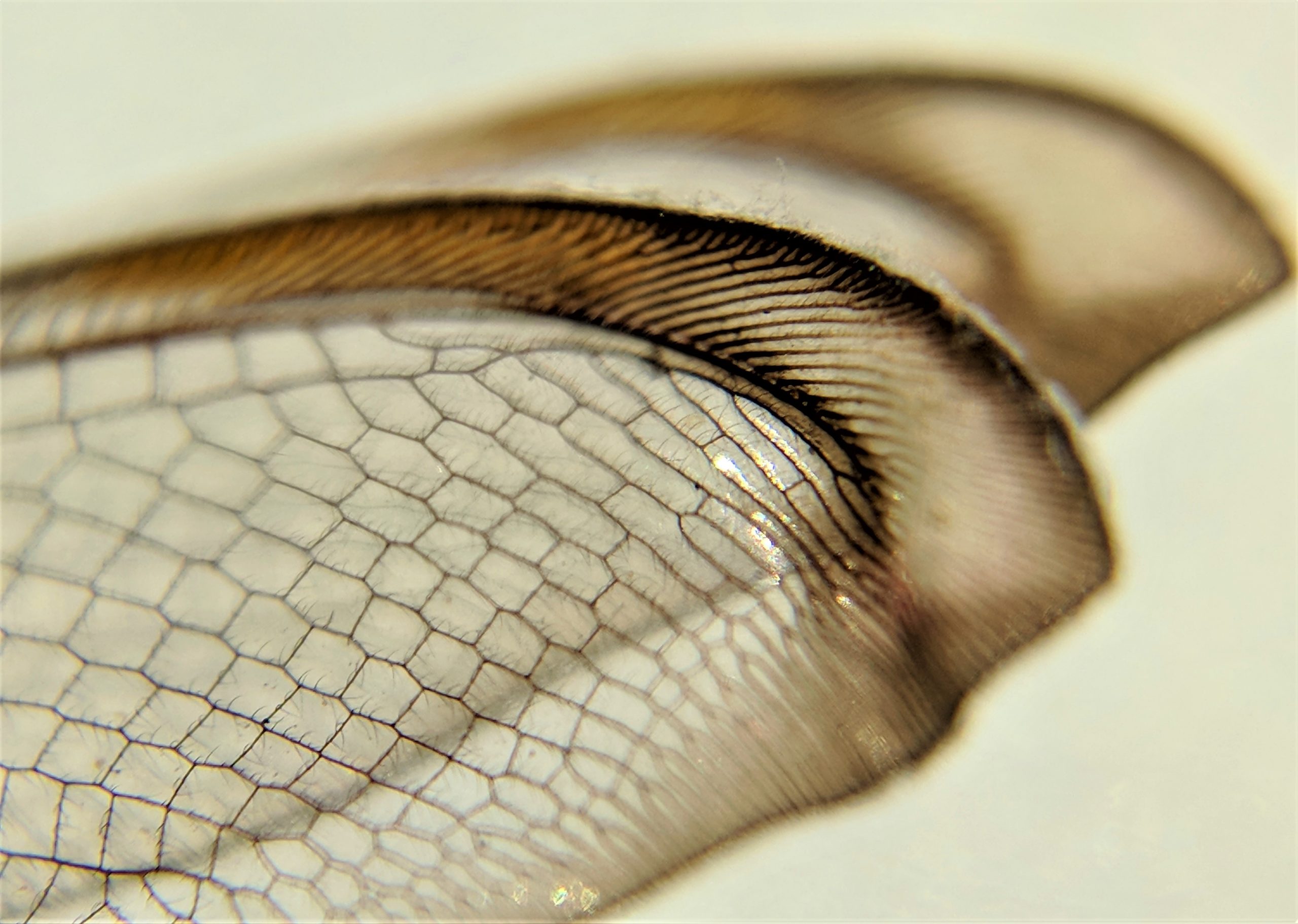 Image Gallery of common terrestrial Invertebrates.