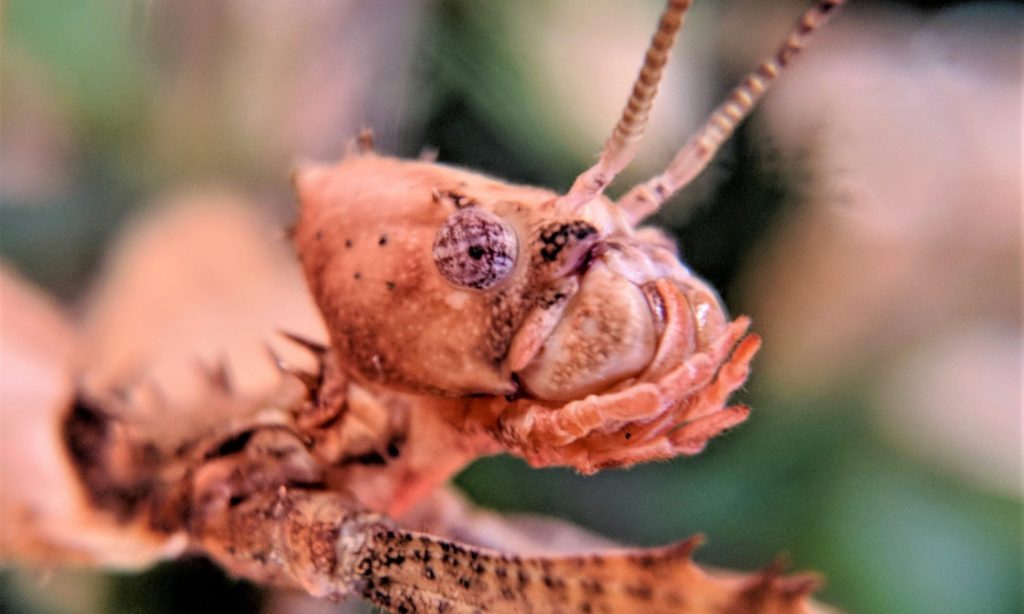 Science Experiments - Australian Environmental Education