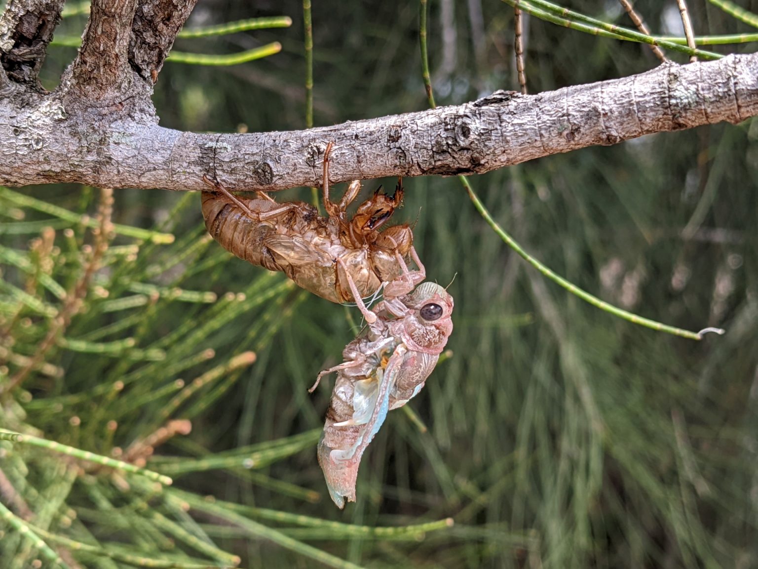 Cicadas Chorus: the sounds of summer in Australia