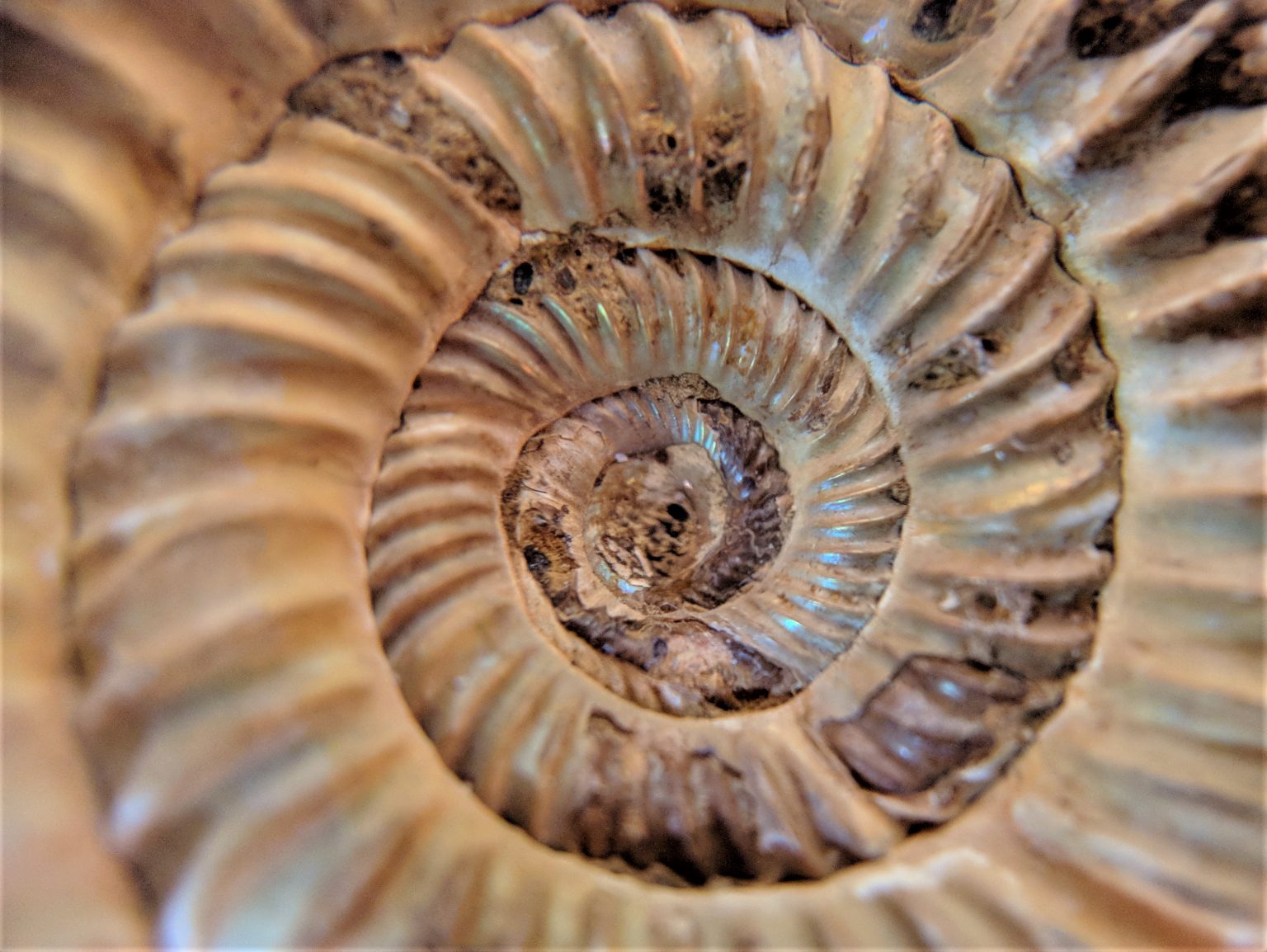 Life on Earth: journey back in time 4.6 Billion Years ago