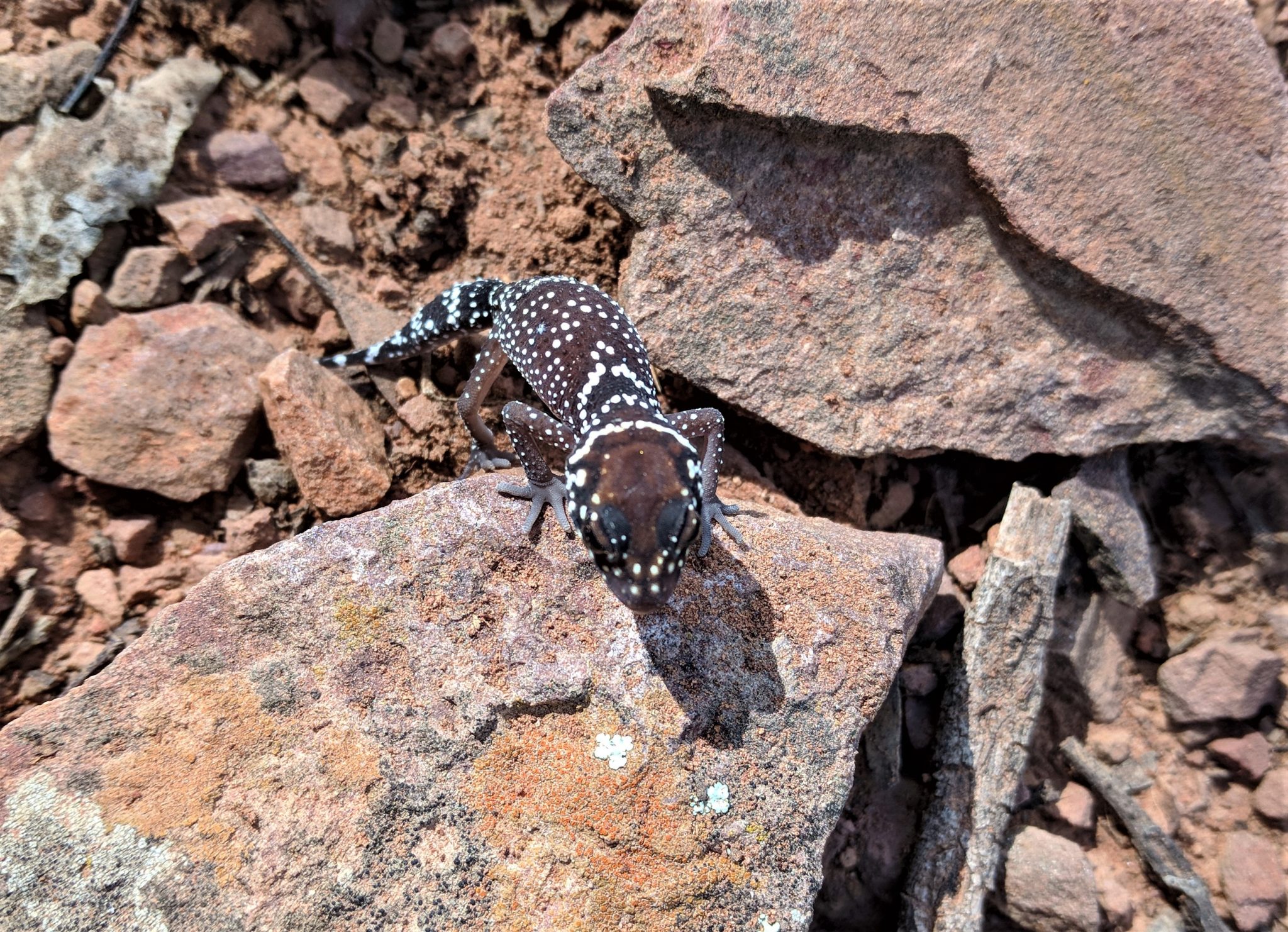 Vertebrate Animals - Australian Environmental Education