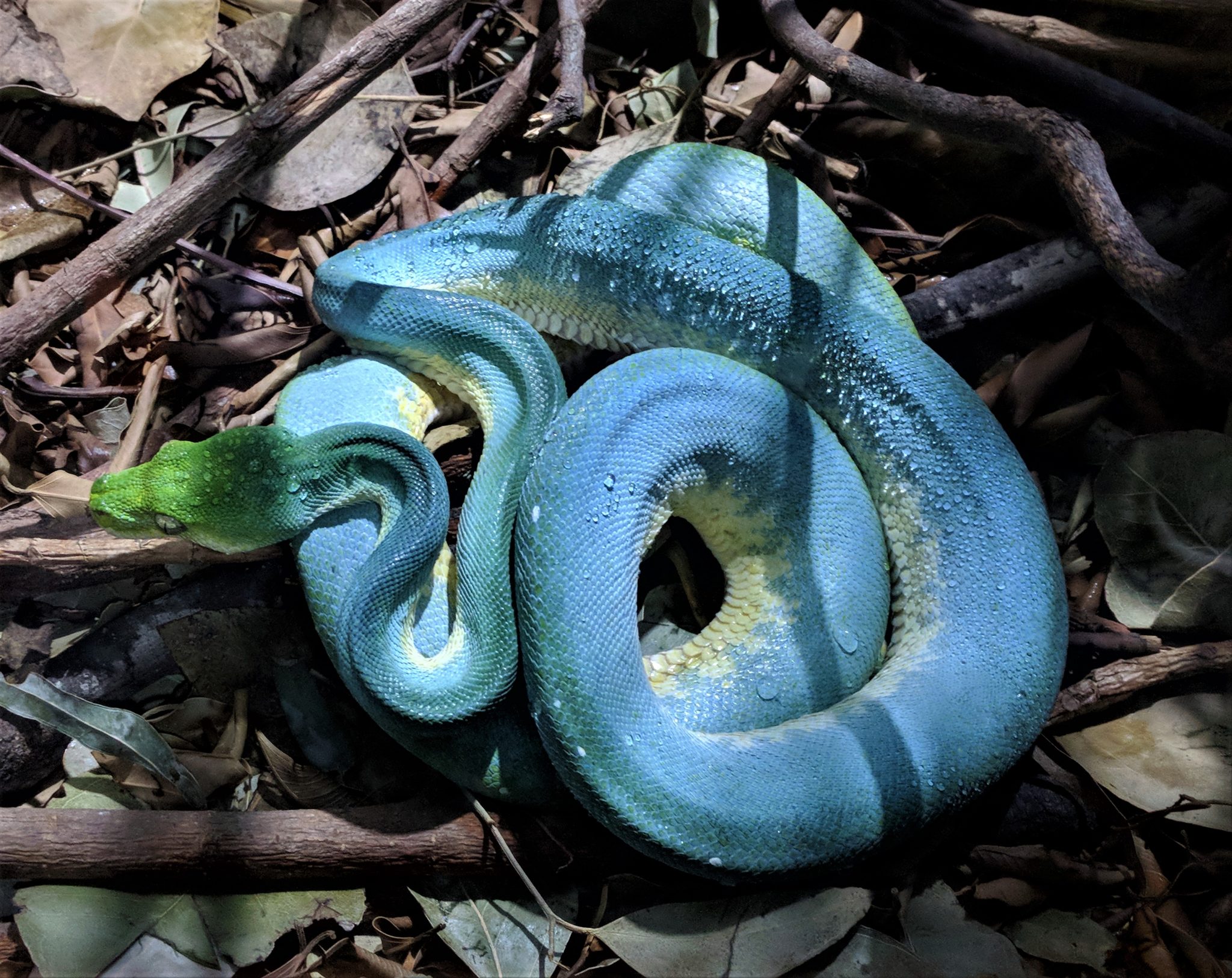 Vertebrate Animals - Australian Environmental Education