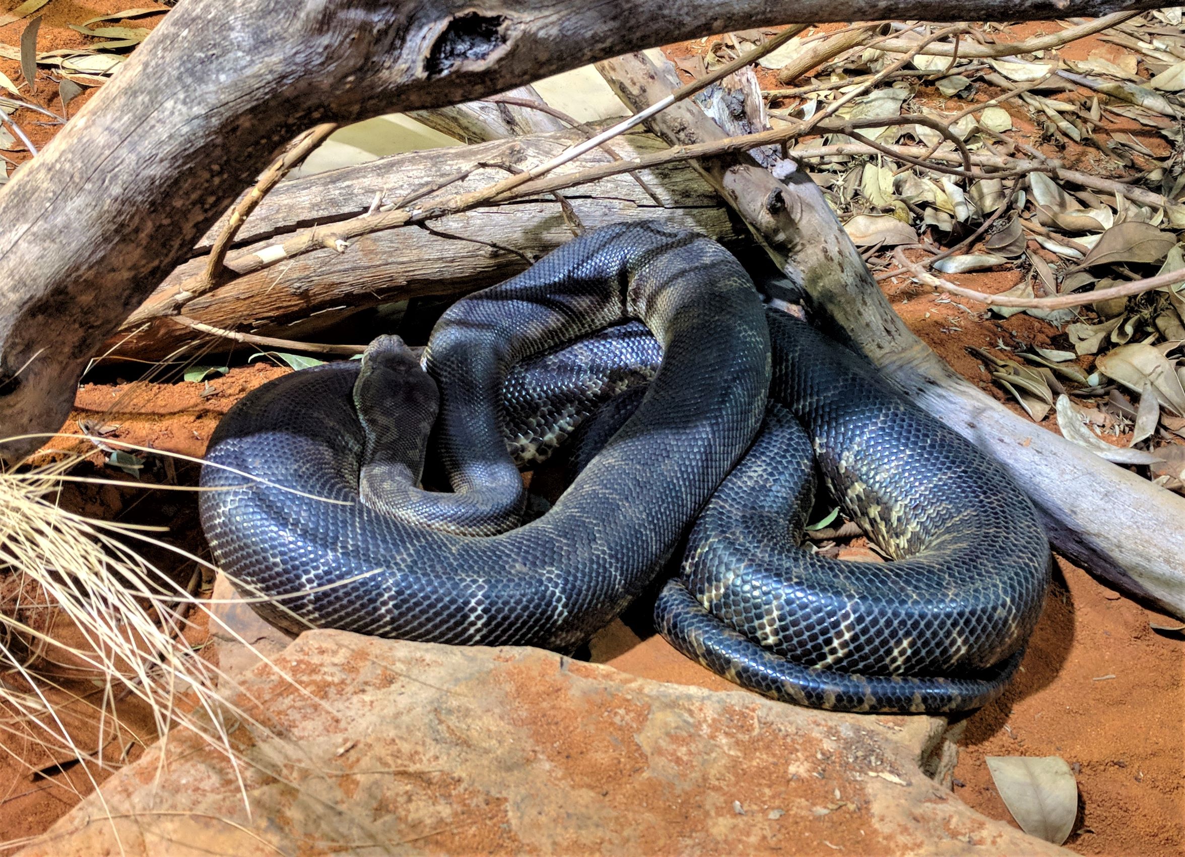 Vertebrate Animals - Australian Environmental Education