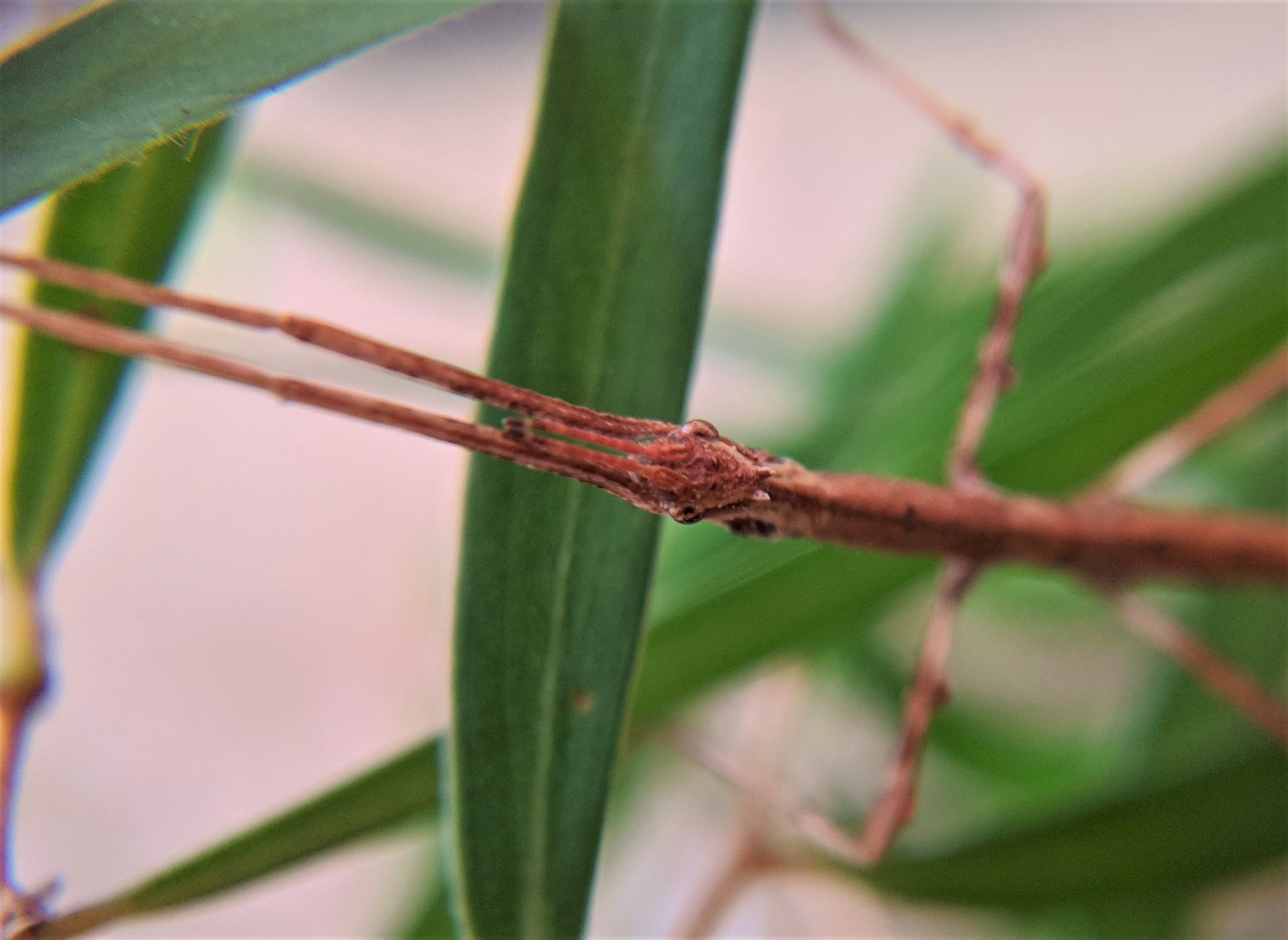 Live Minibeasts for your Classroom: bring nature into the class