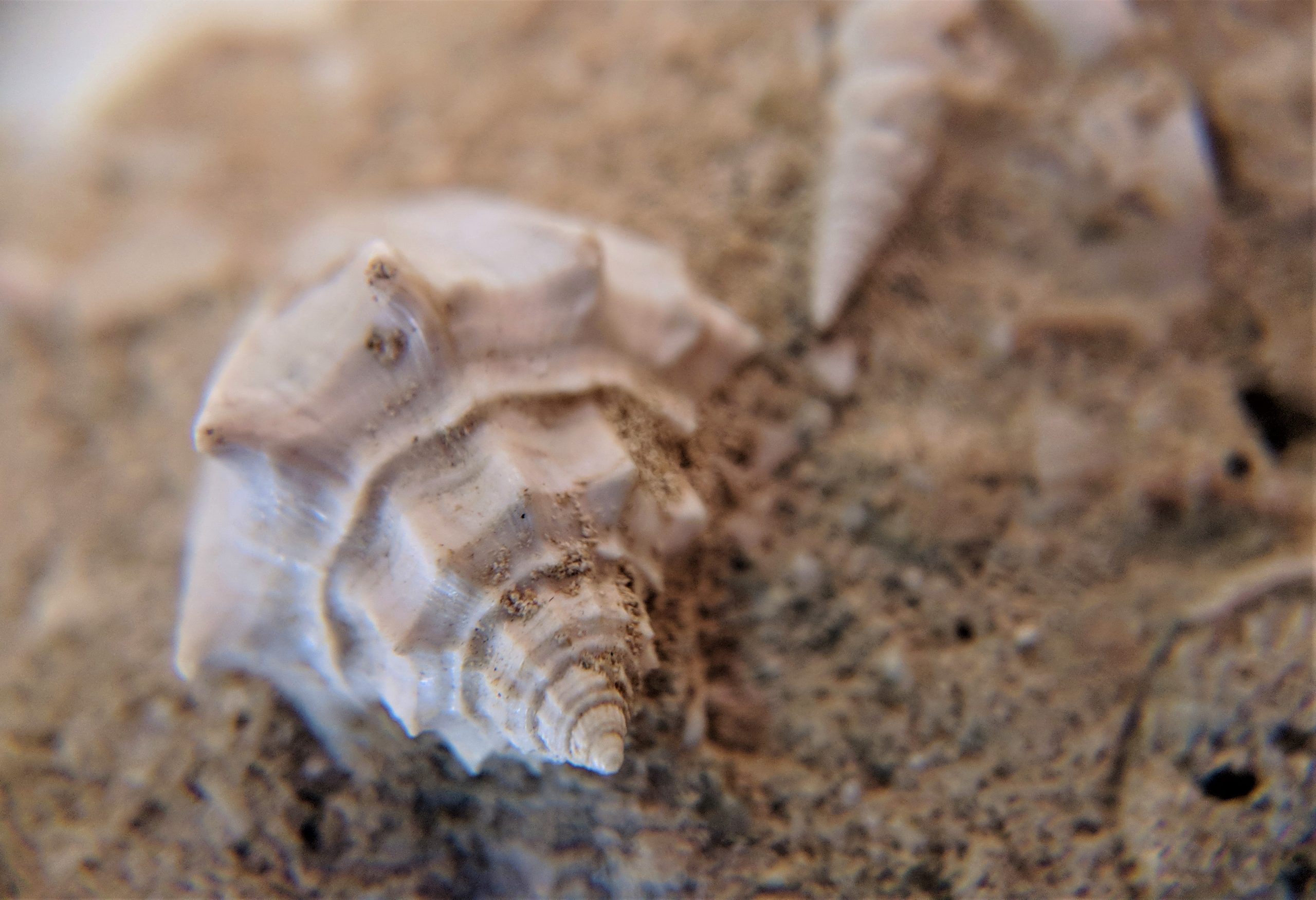 Fossil Images - Australian Environmental Education