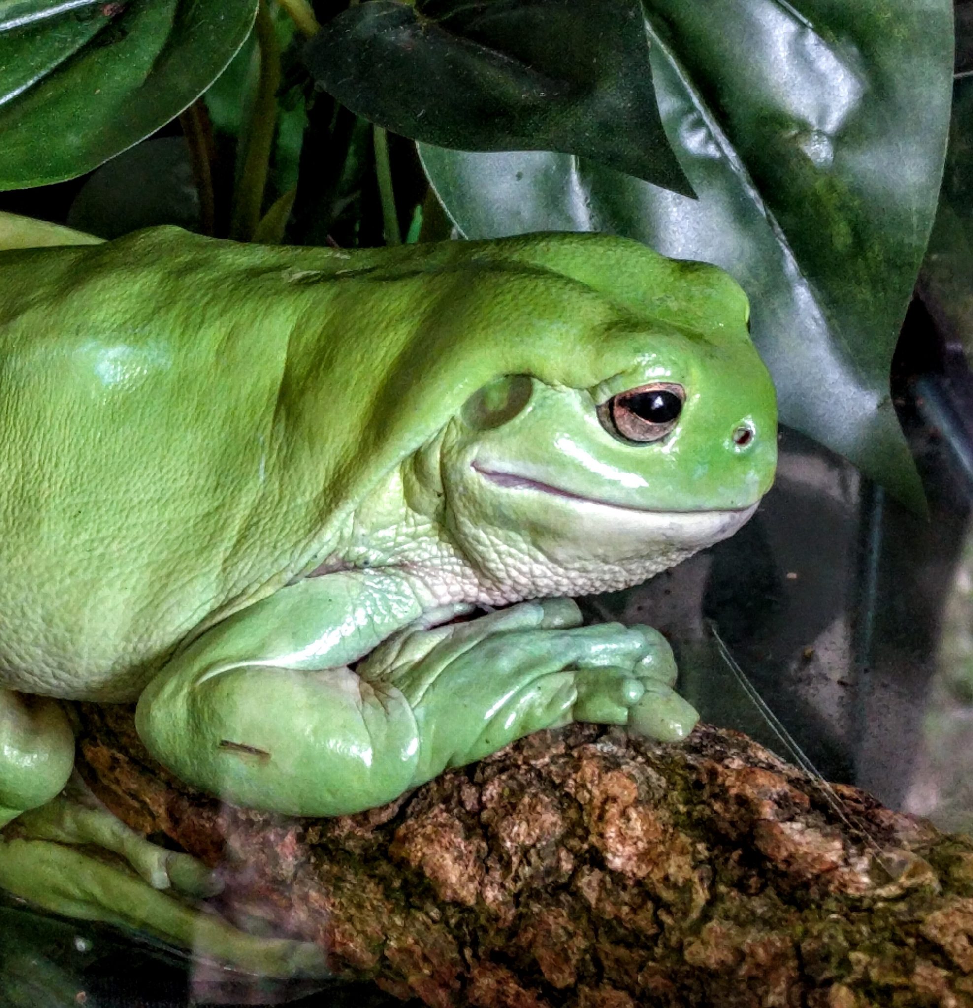 Vertebrate Animals - Australian Environmental Education