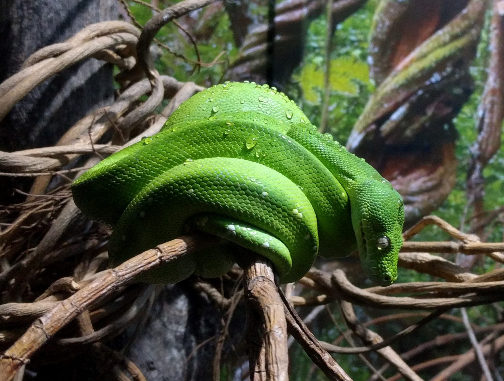 Vertebrate Animals - Australian Environmental Education