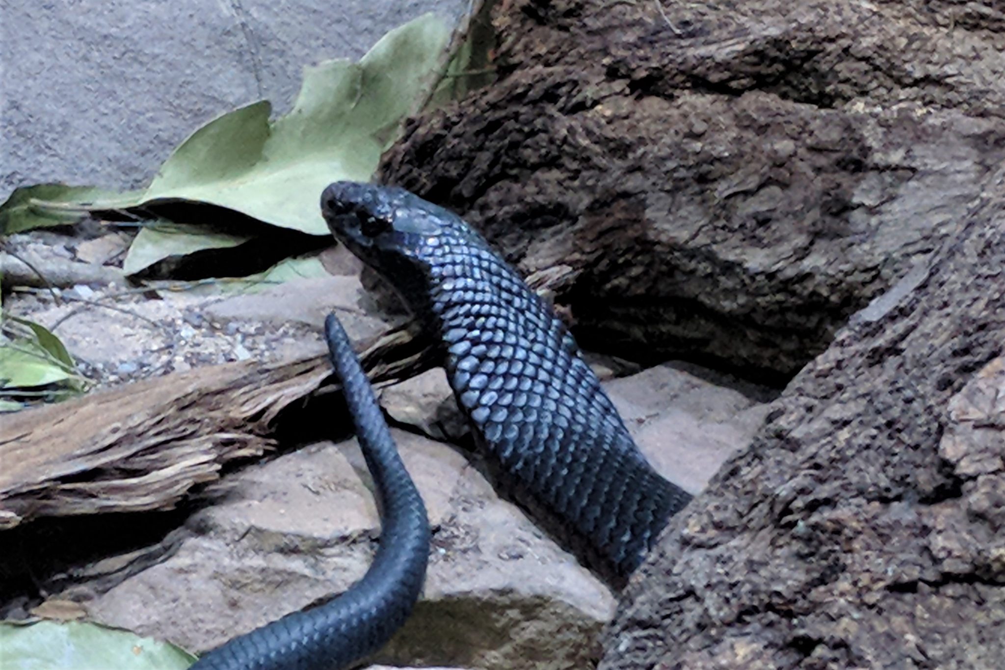 Vertebrate Animals - Australian Environmental Education