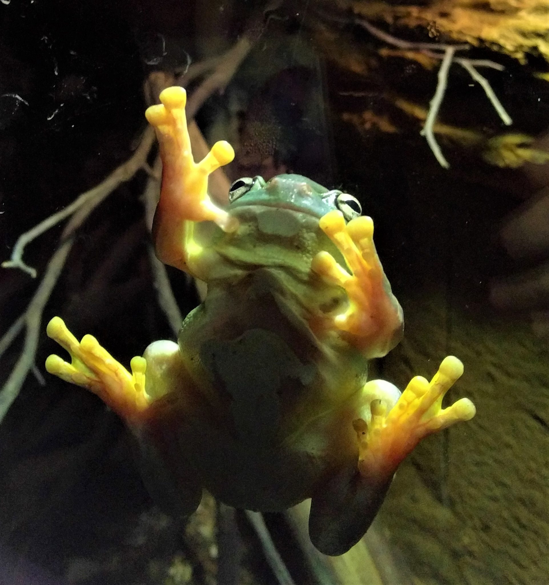 Vertebrate Animals - Australian Environmental Education