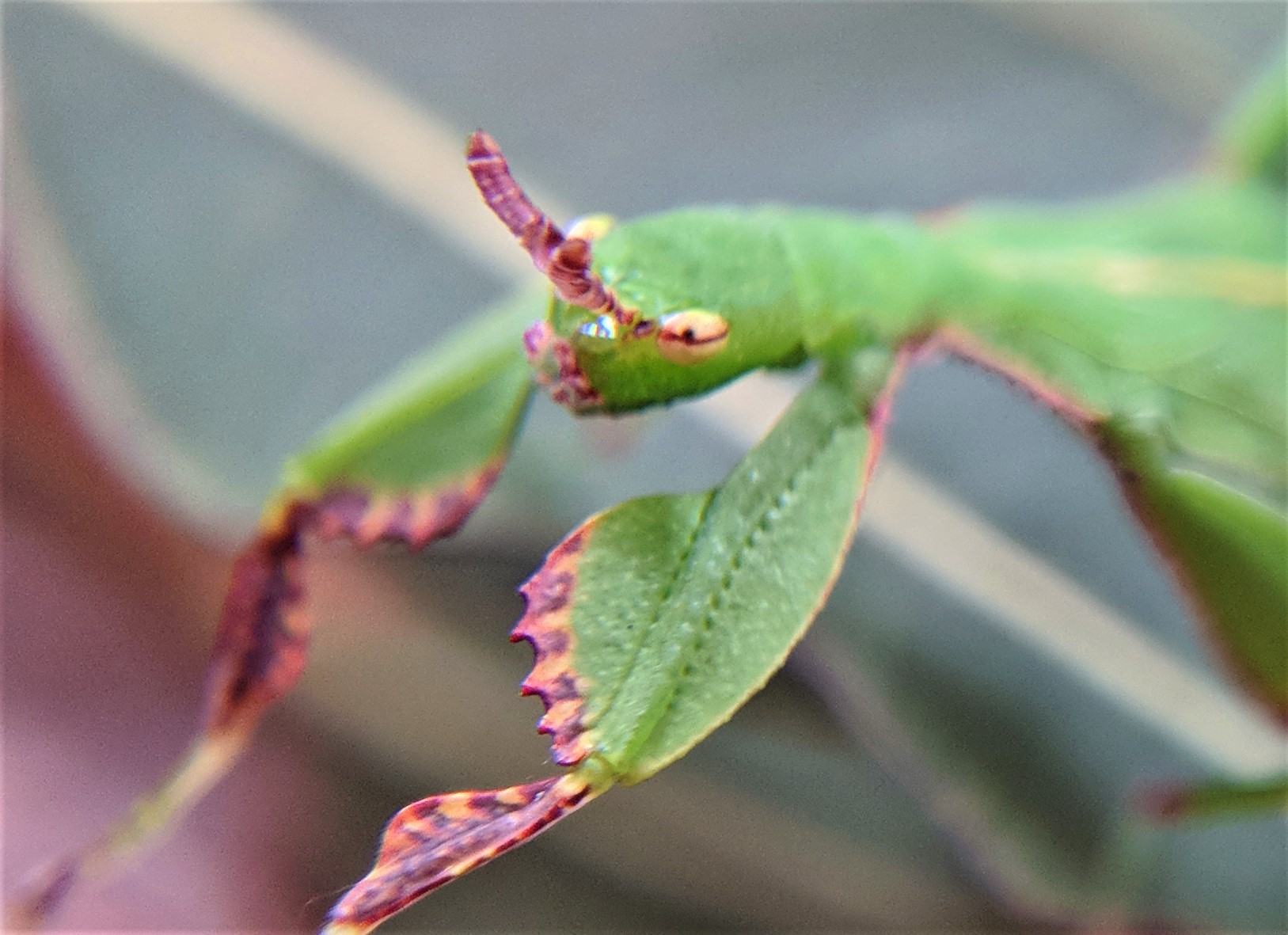 Image Gallery of common terrestrial Invertebrates.