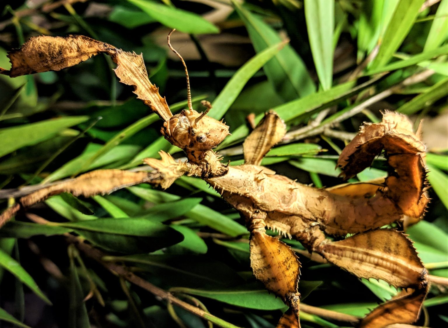 Live Minibeasts for your Classroom: bring nature into the class