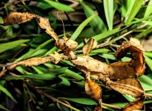 Live Minibeasts for your Classroom: bring nature into the class