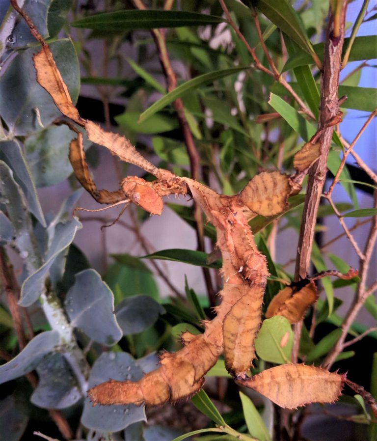 Minibeasts in the Classroom - Australian Environmental Education