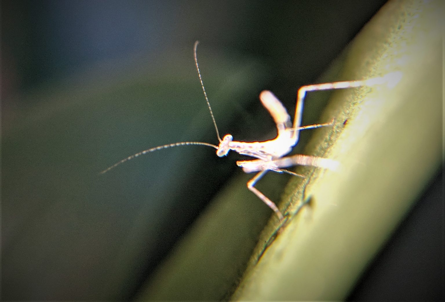 Australian Animal Adaptations - Australian Environmental Education