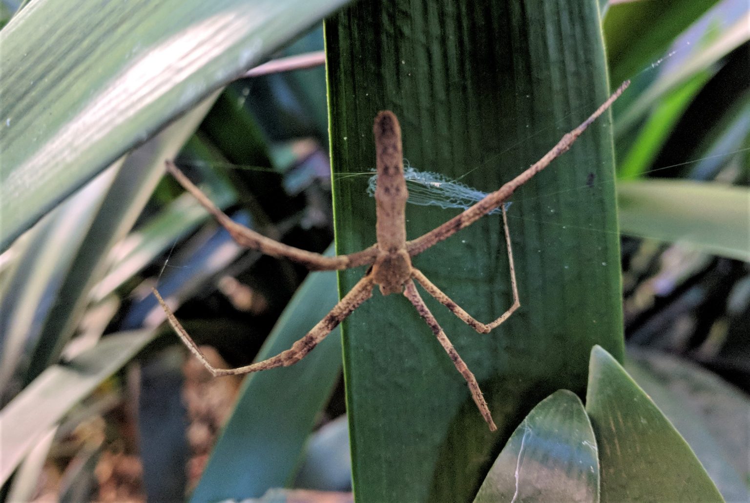 Spiders Images - Australian Environmental Education