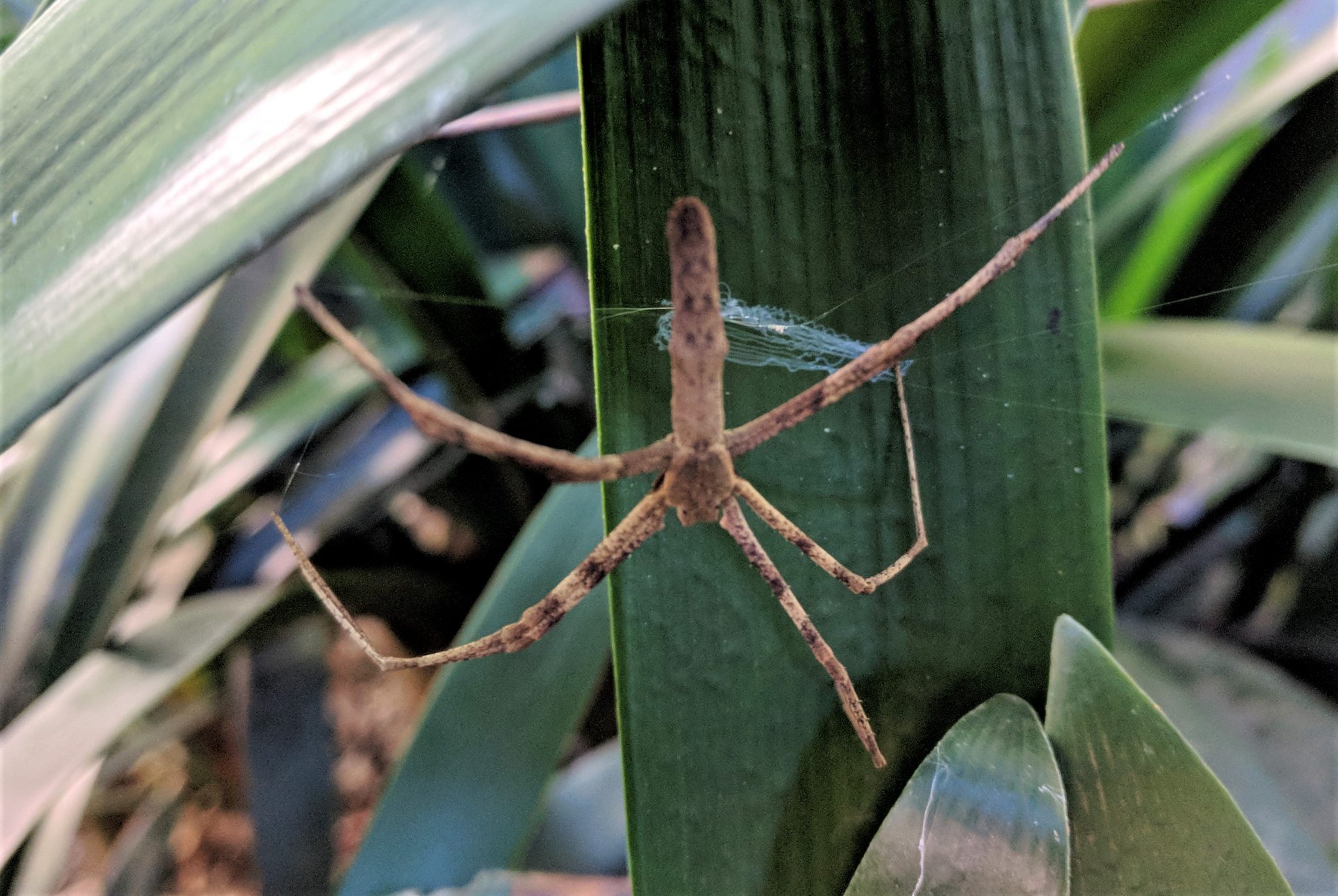 Spiders Images - Australian Environmental Education