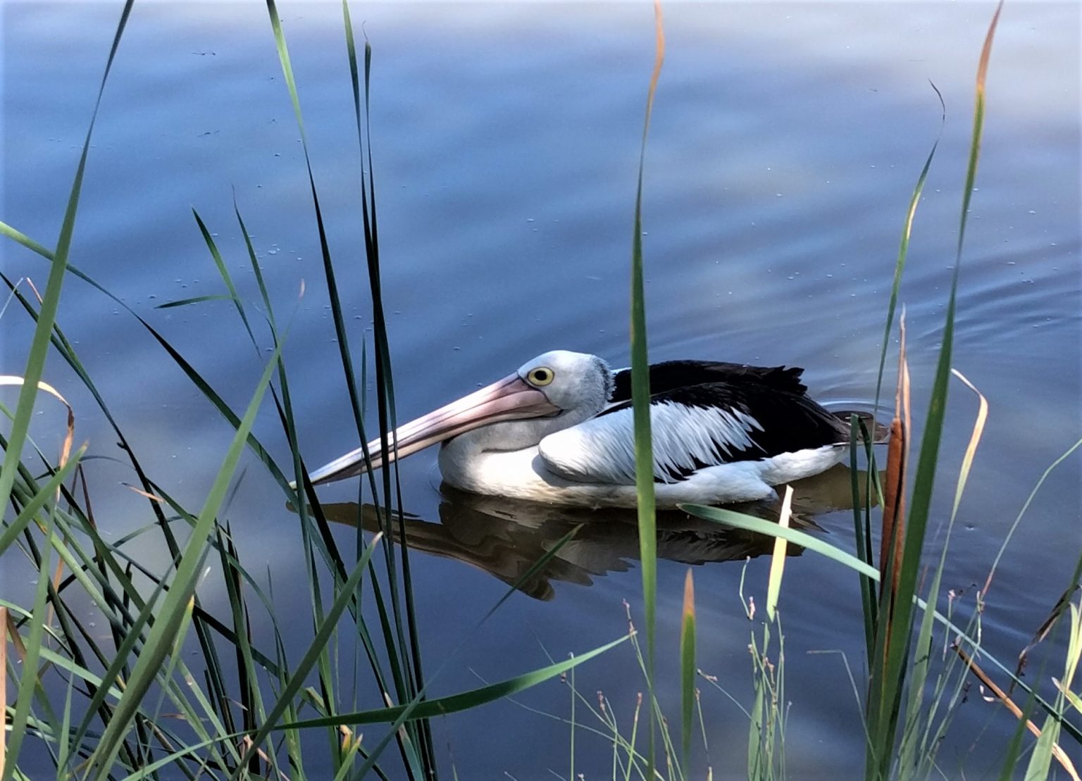 Vertebrate Animals - Australian Environmental Education