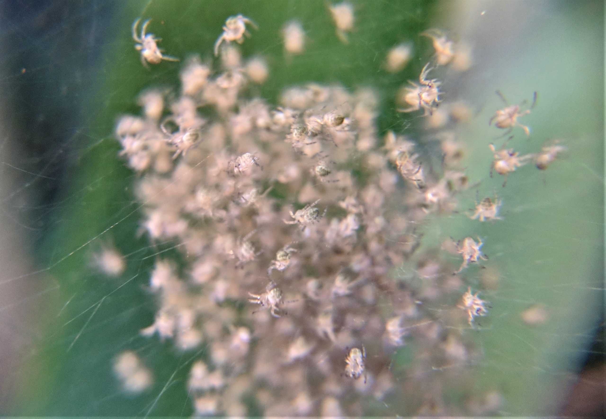 Spiders Images - Australian Environmental Education