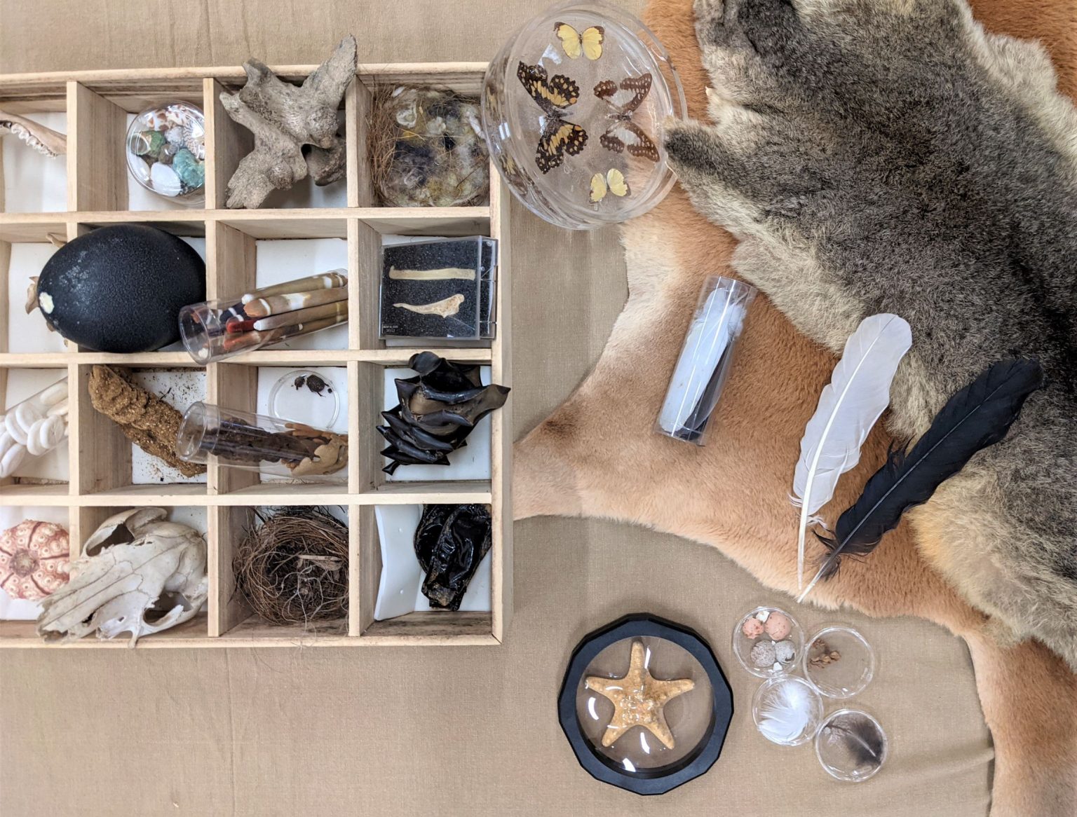 Australian Animal Adaptations - Australian Environmental Education