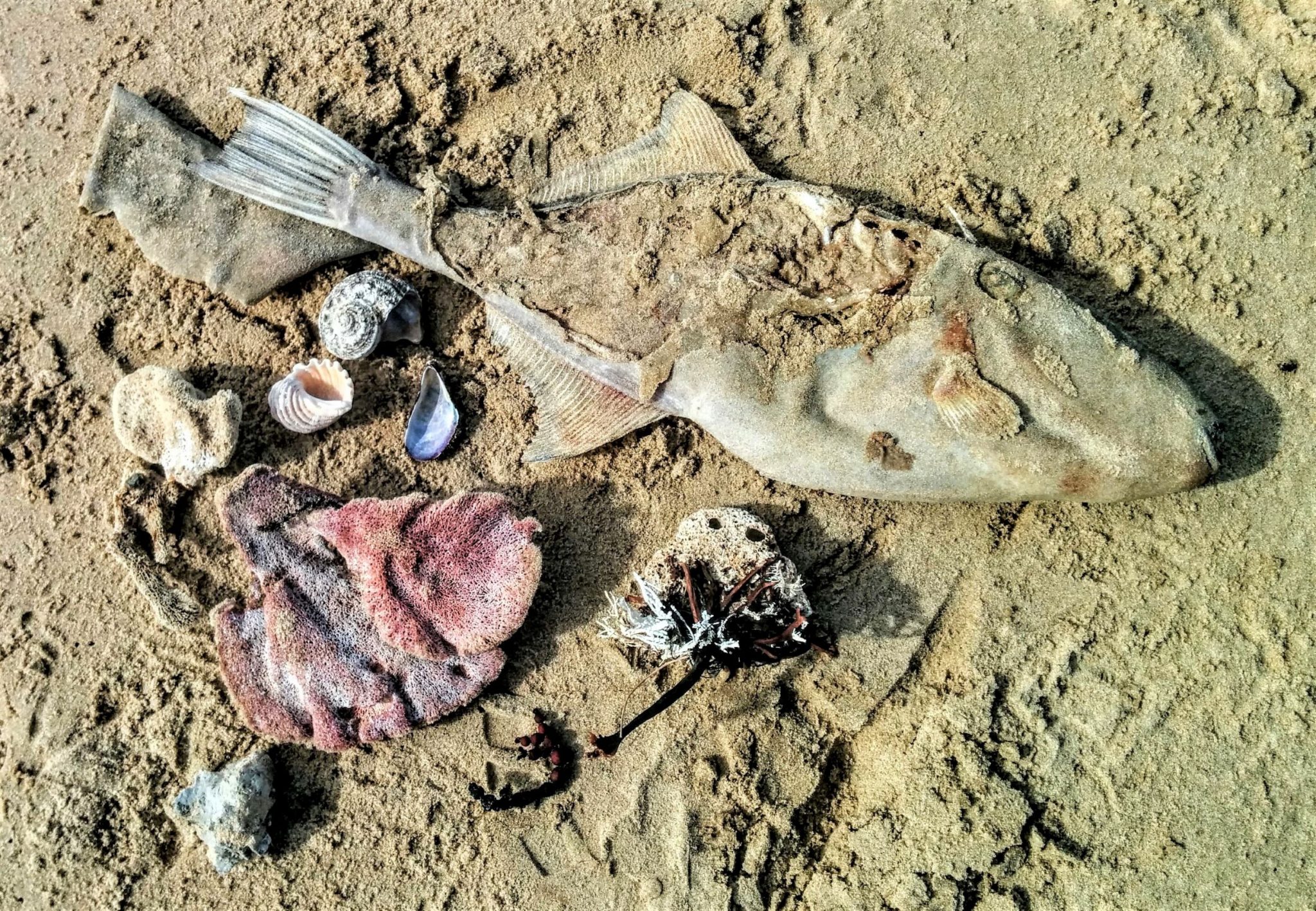 Beachcombing is a great way to explore our shores