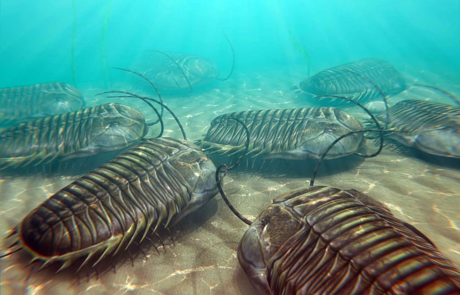 Life in the Cambrian: 541 - 485 million years ago
