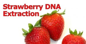 Strawberry DNA Extraction - Australian Environmental Education