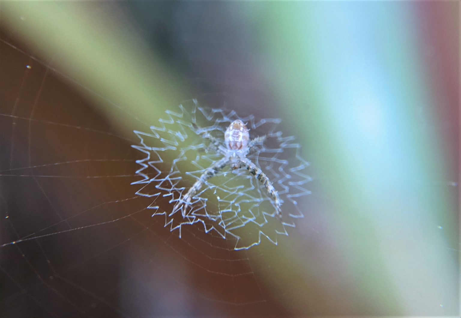 Image Gallery of common terrestrial Invertebrates.